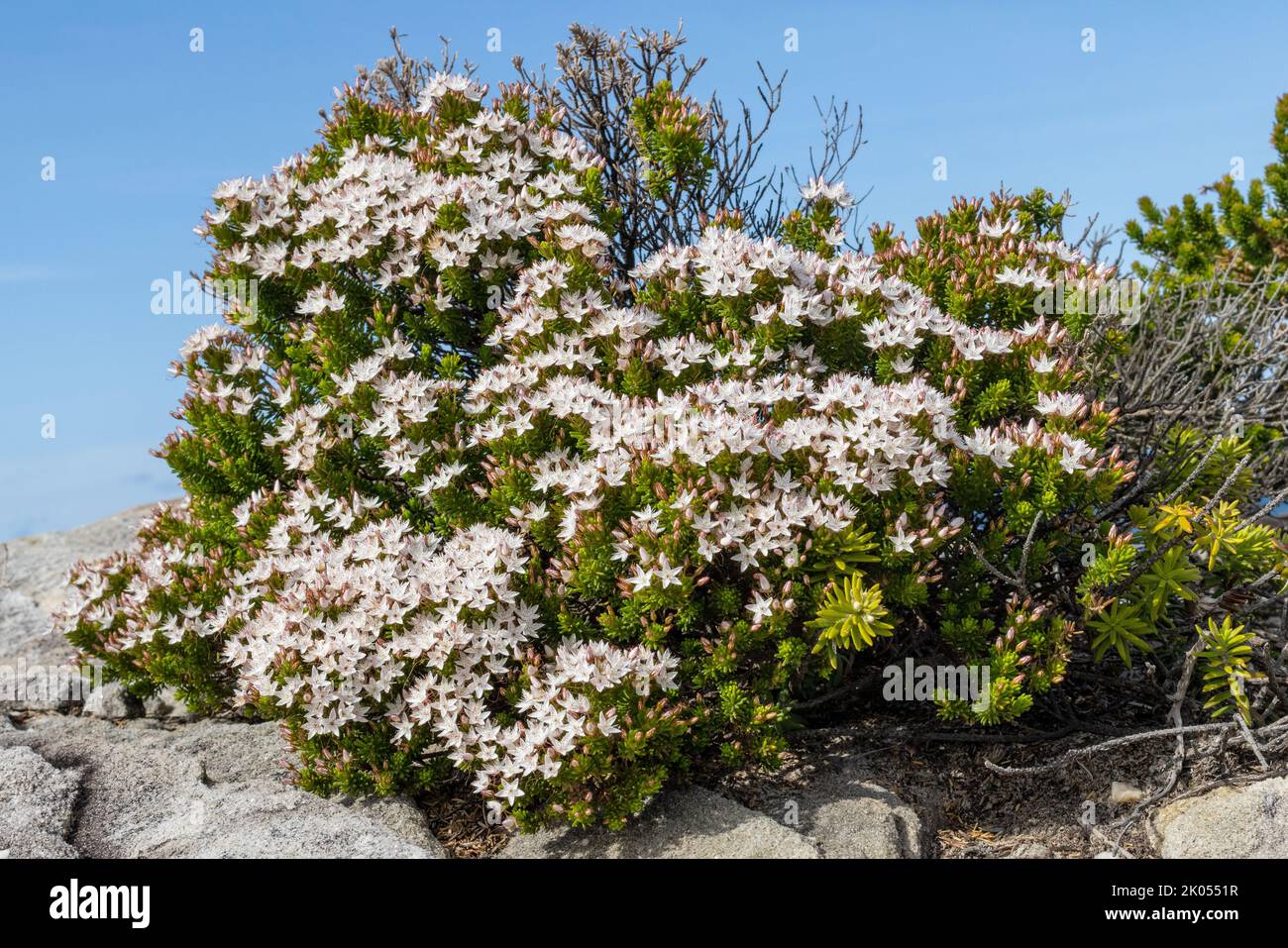 Australia wildflowers coast landscape hi-res stock photography and ...