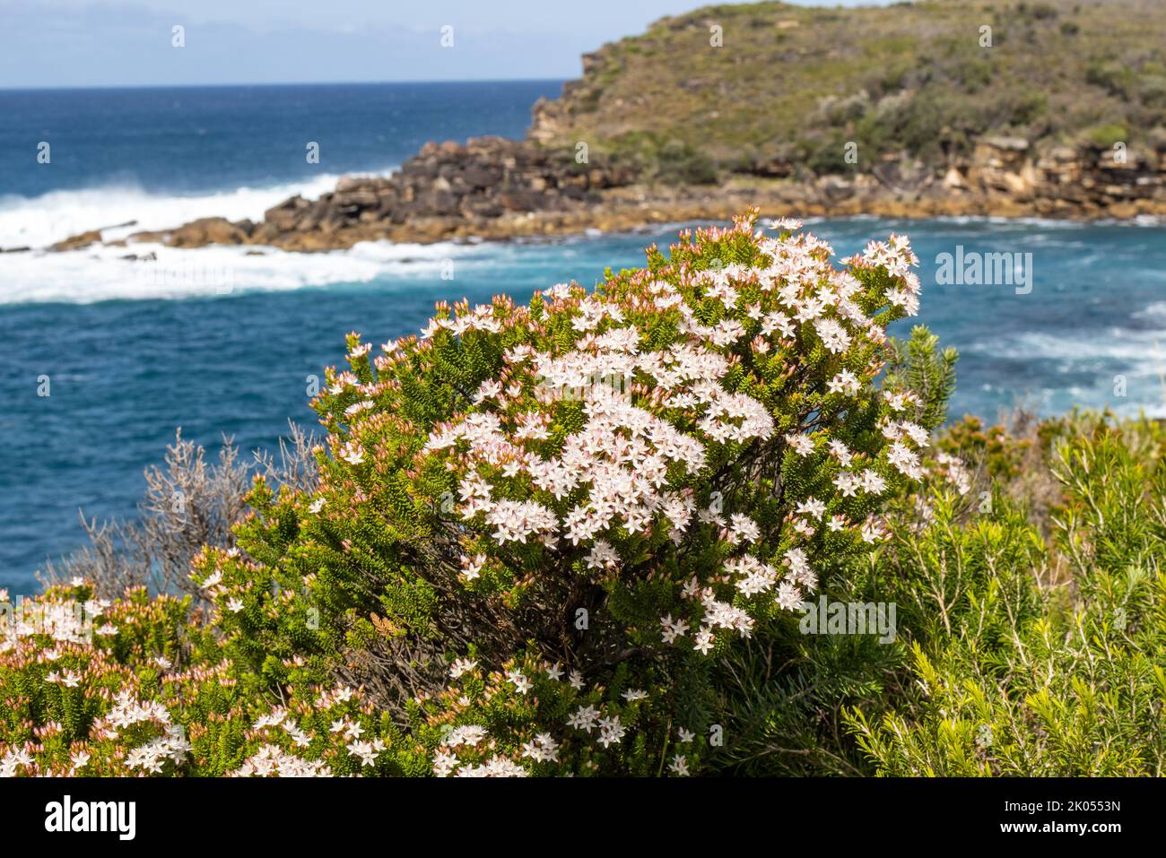 Sydney wildflowers hi-res stock photography and images - Alamy