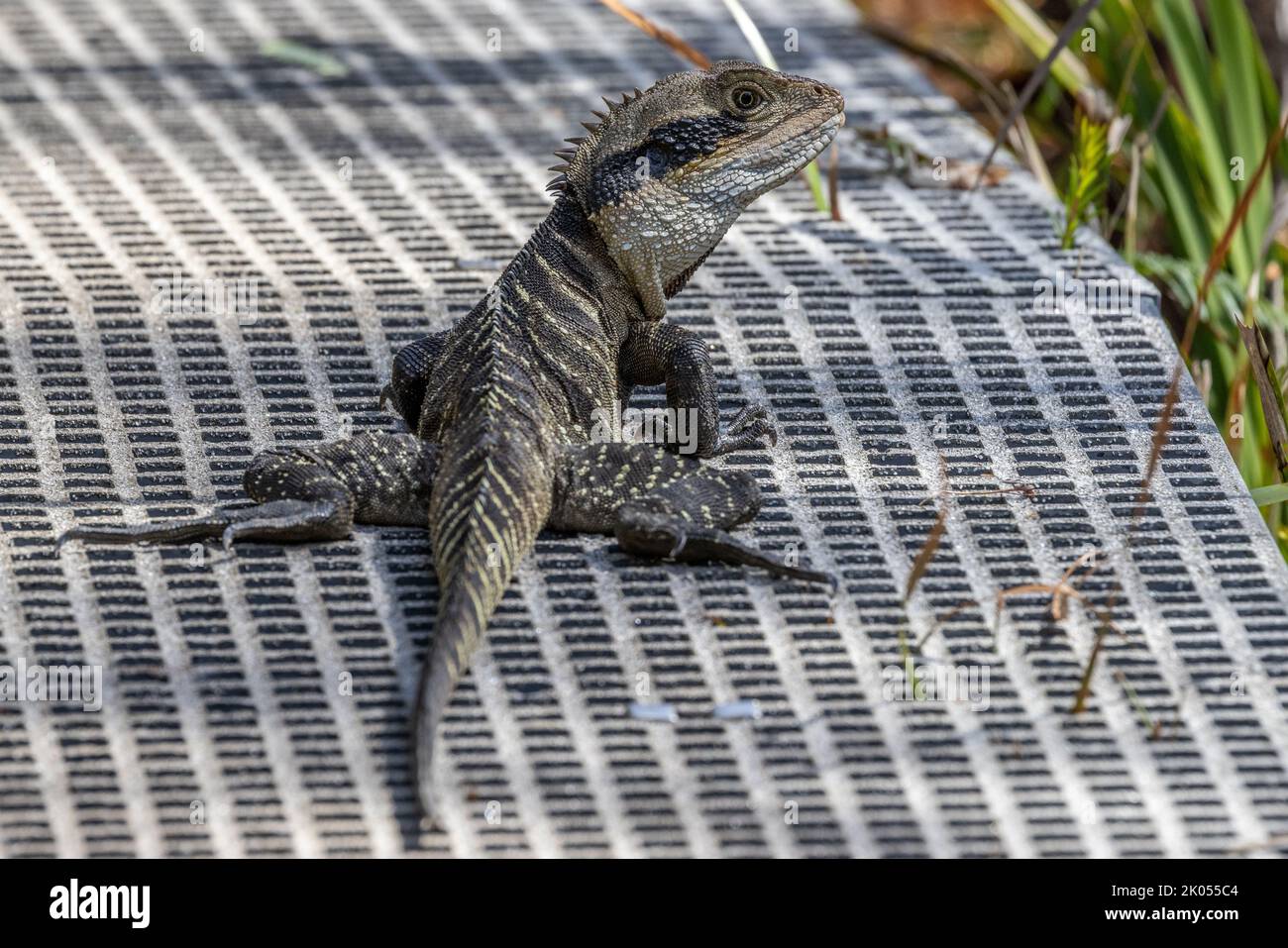 Eastern Water Dragon on walking pathway, Royal National Park Sydney ...