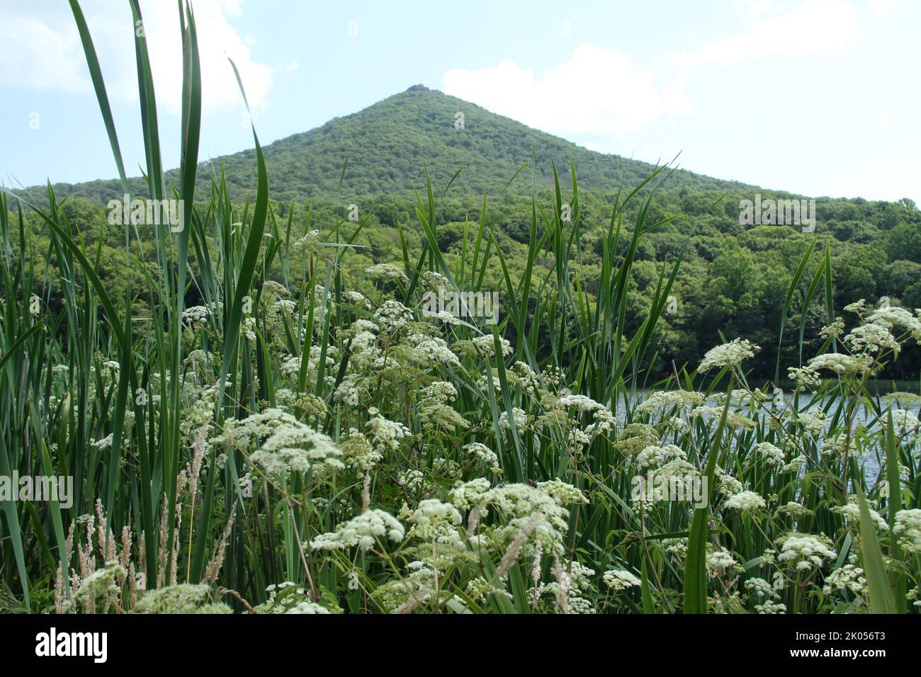 Sharp plants hi-res stock photography and images - Alamy