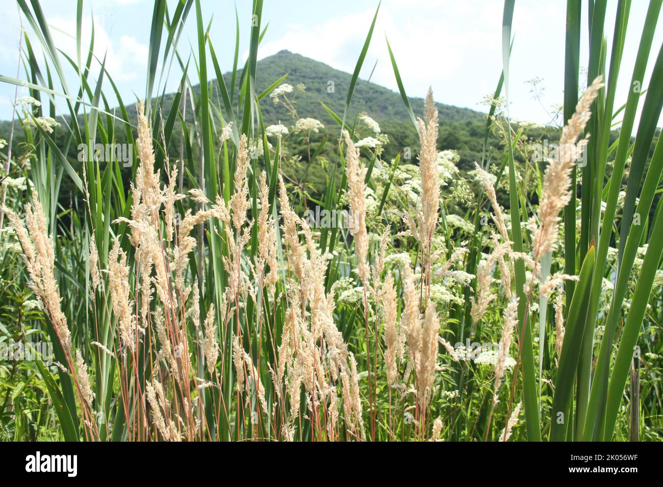 Sharp plants hi-res stock photography and images - Alamy