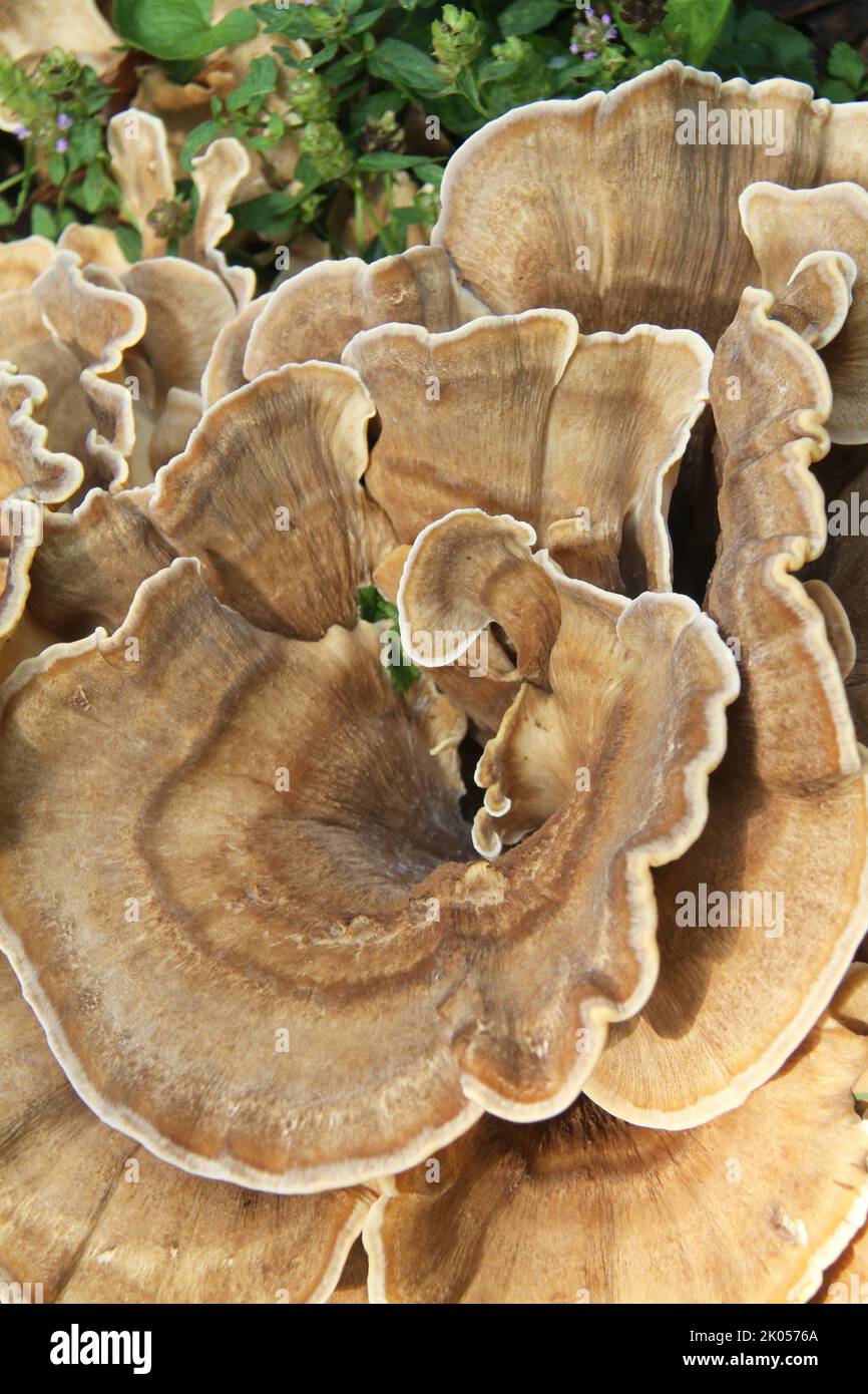Giant Polypore fungus growing on tree stump in the U.S.A Stock Photo ...