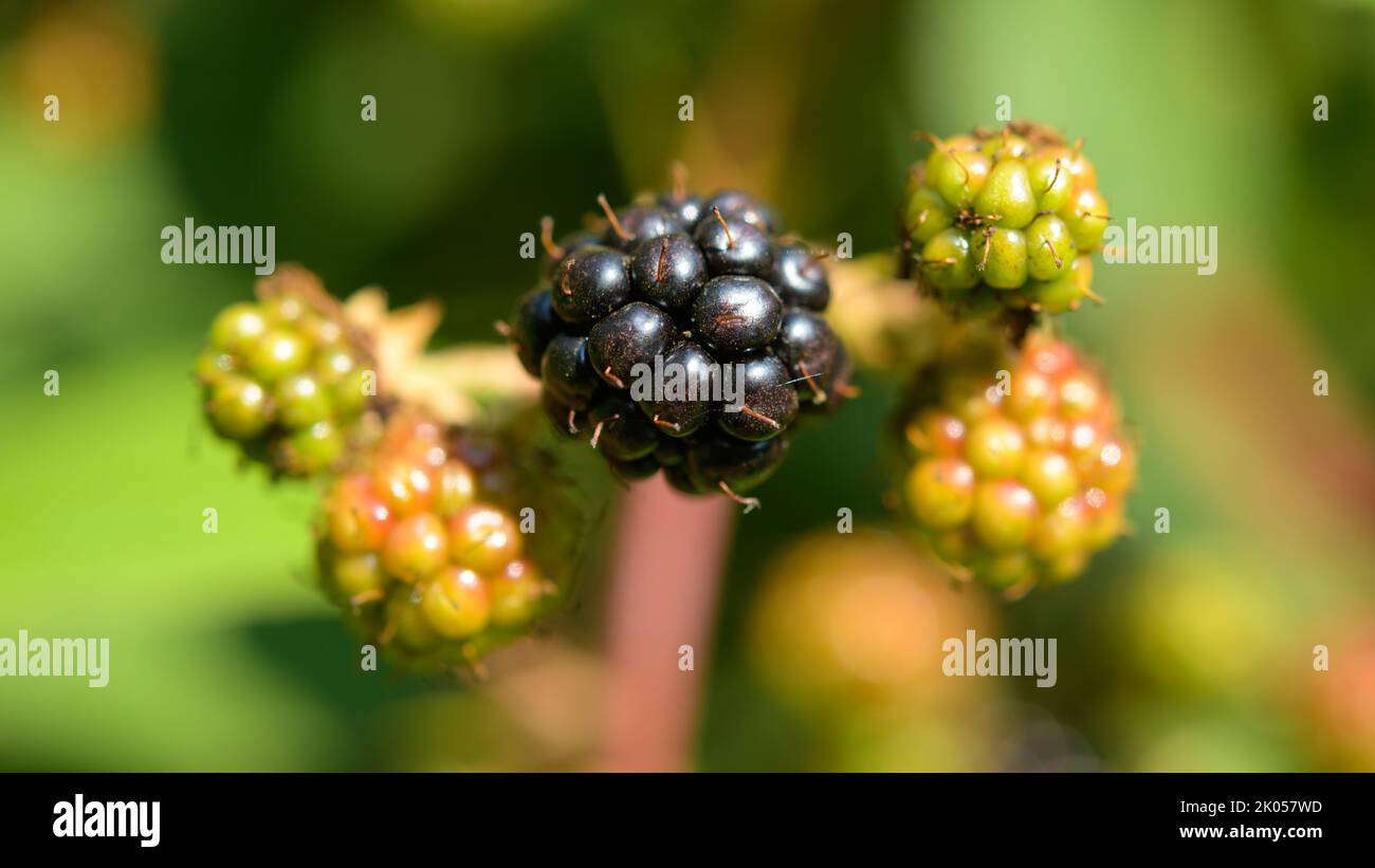 Juicy cane hi-res stock photography and images - Alamy