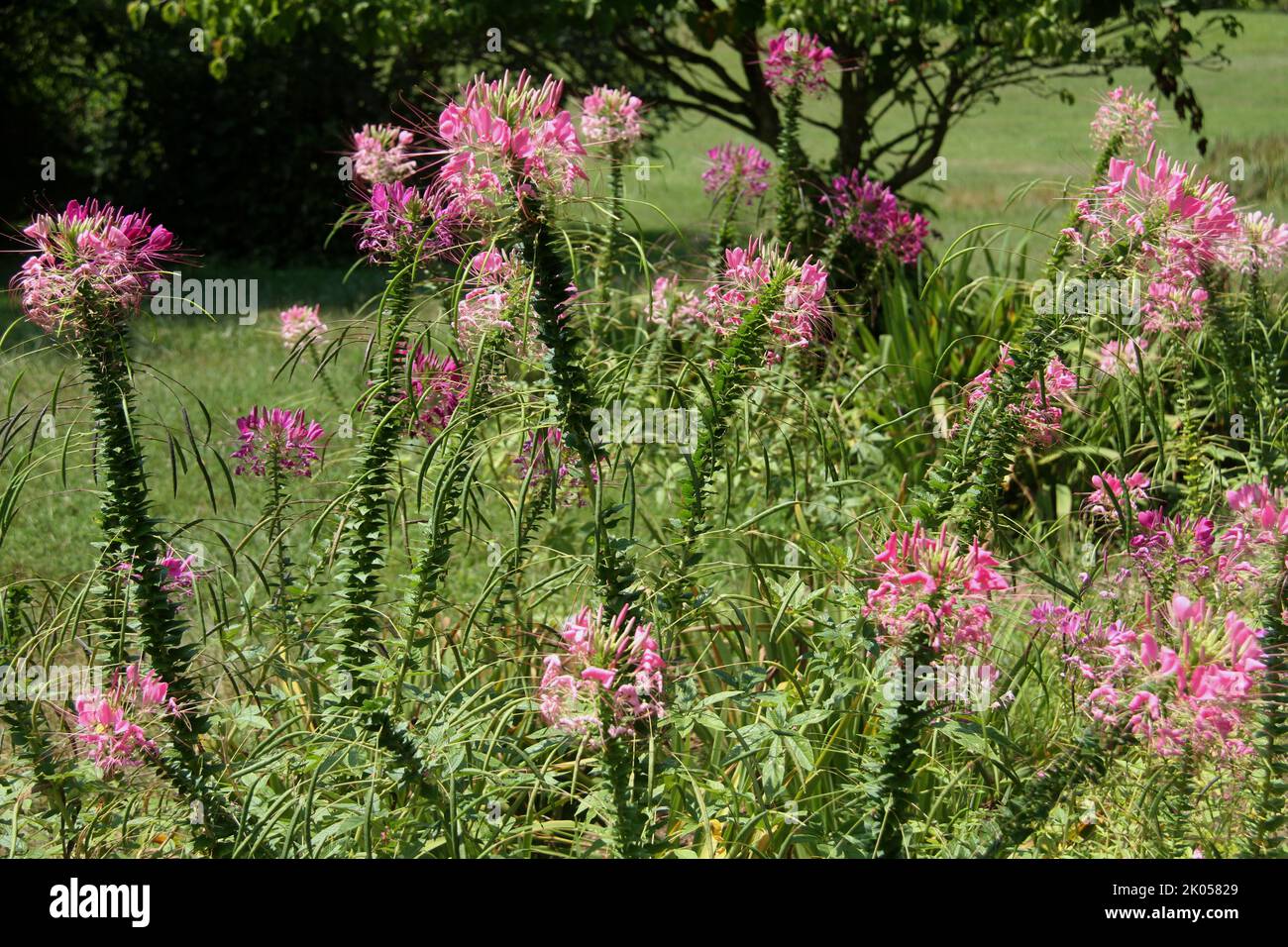 Spider flower (Cleome Hassleriana Stock Photo - Alamy