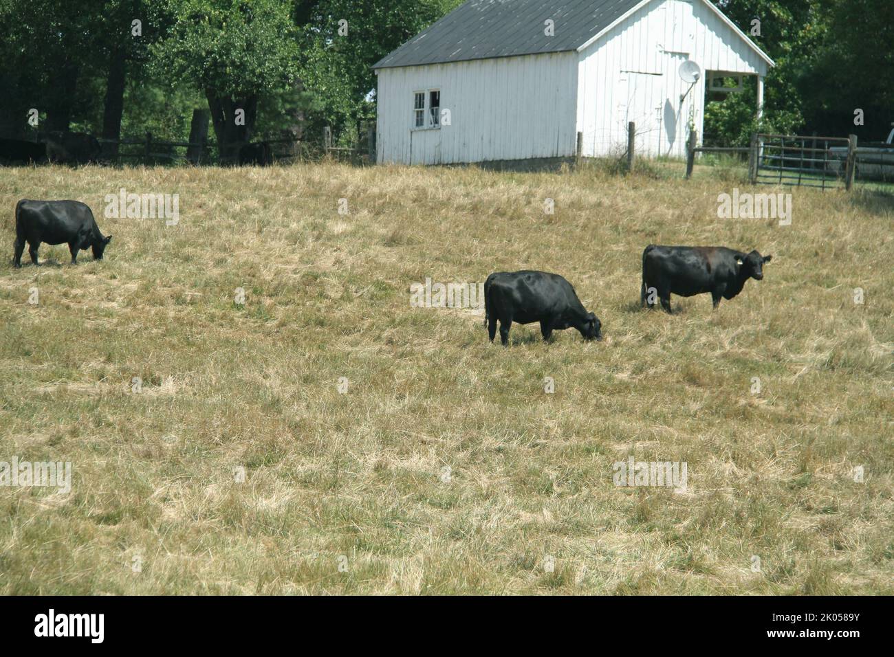 Black cows virginia hi-res stock photography and images - Alamy