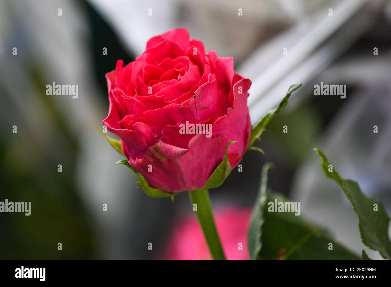 London, UK, 9th September 2022, The crowds paying respect to the Queen ...