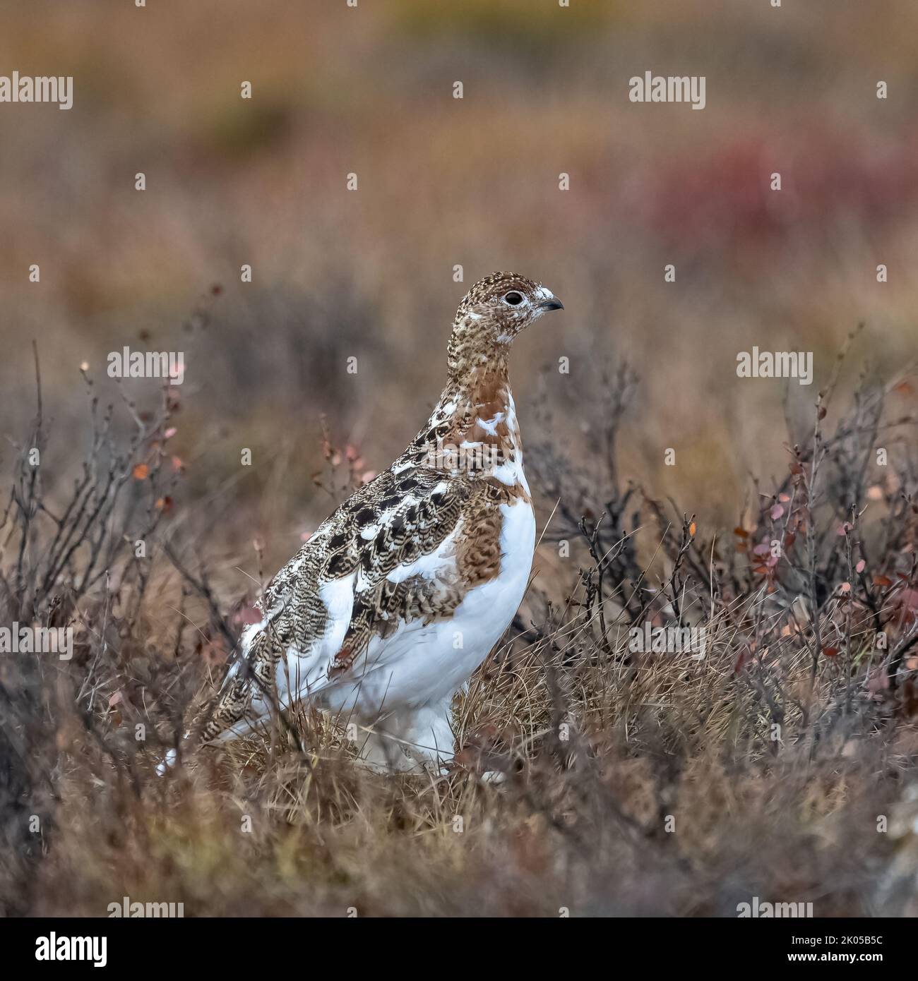 Willow Ptarmigan, Lagopus lagopus, bird in the tundra in Yukon, Canada ...