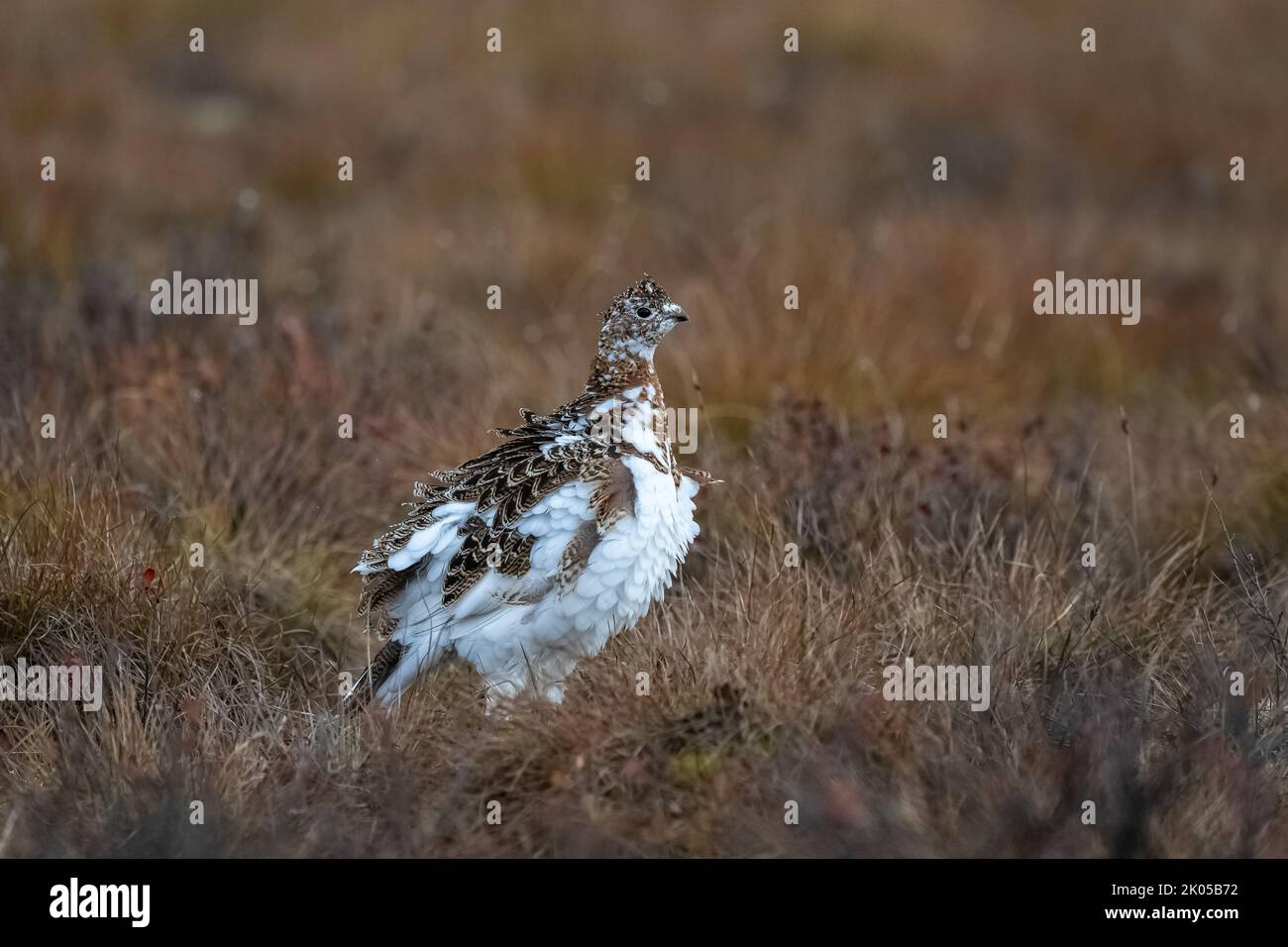 Willow Ptarmigan, Lagopus lagopus, bird in the tundra in Yukon, Canada ...