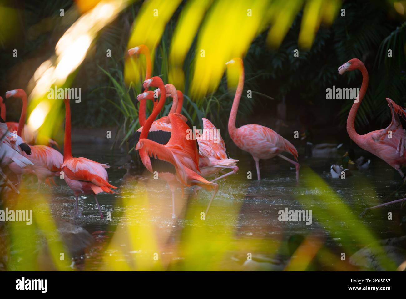 Beautiful pink flamingo. Flock of Pink flamingos in a pond. Flamingos ...