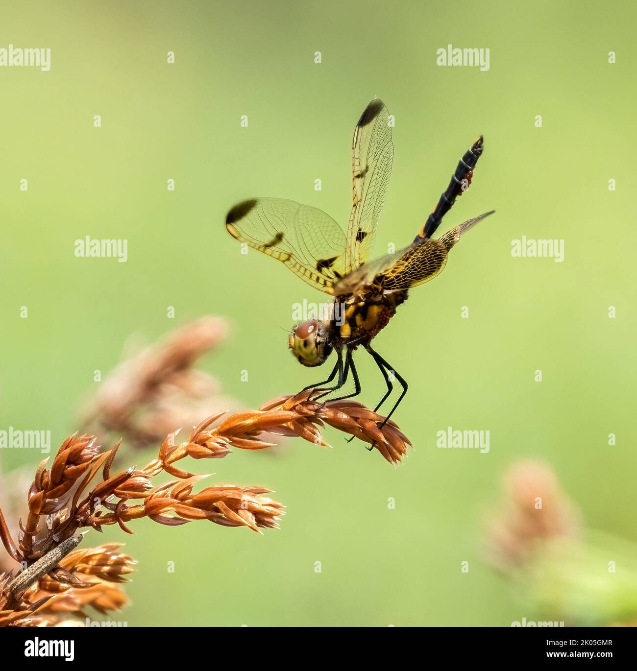 A male Calico Pennant Dragonfly on a pink plant in Muskoka Stock Photo ...