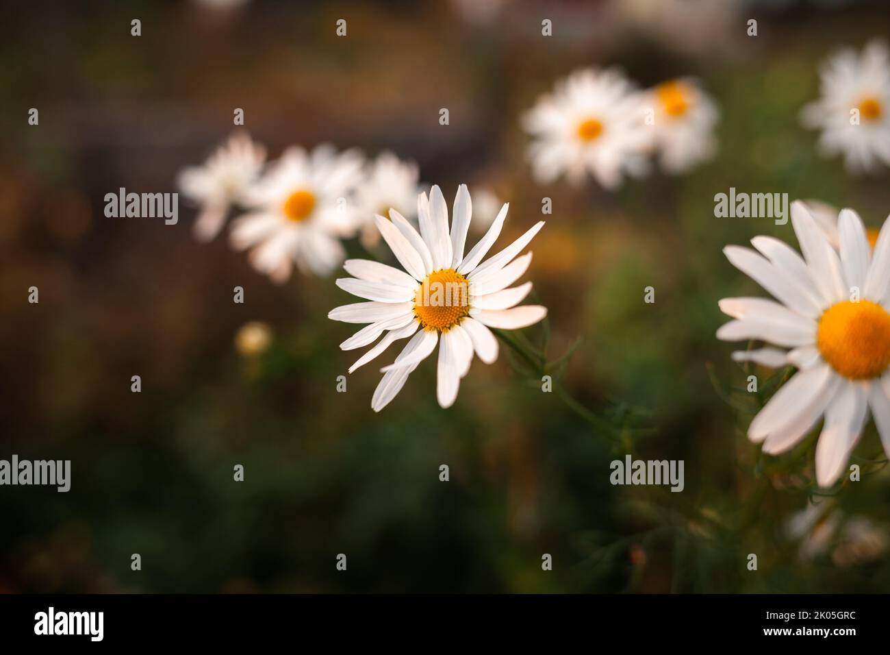 Big camomile flower on blurred background, close-up. Camomile in the ...