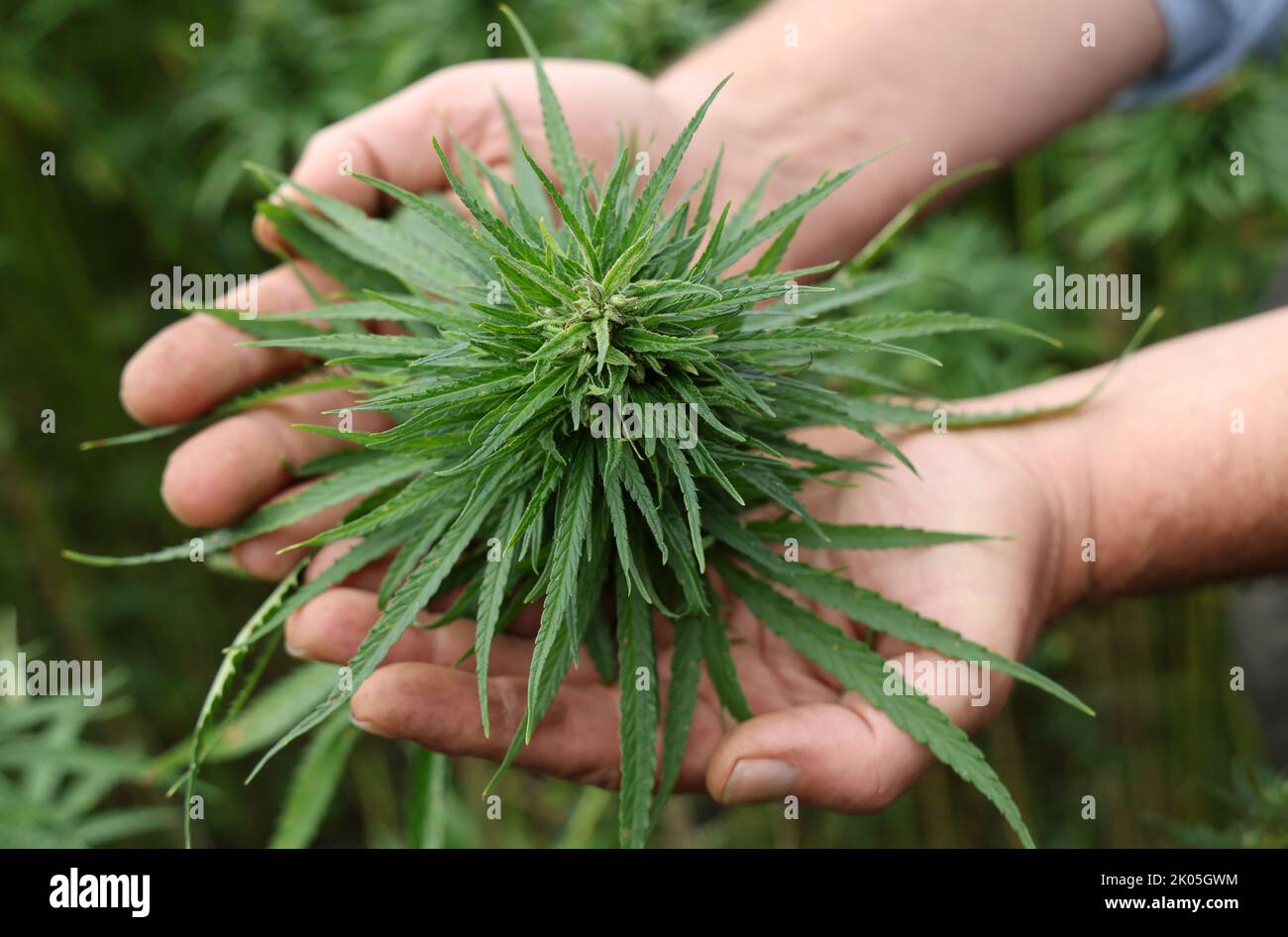 Institute of plant sciences of the university hi-res stock photography ...