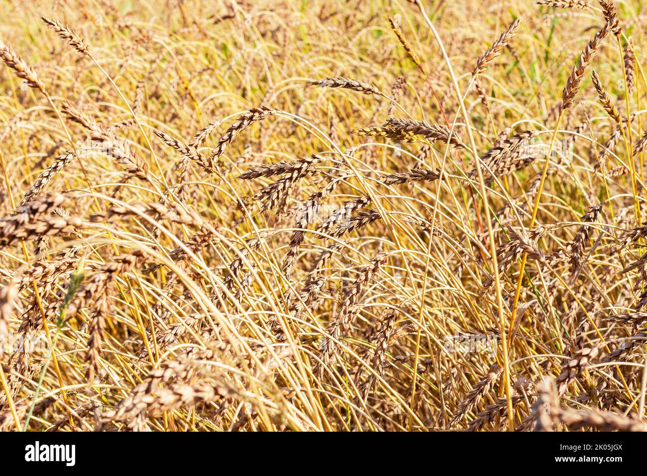 Harvesting wheat field during dry hi-res stock photography and images ...