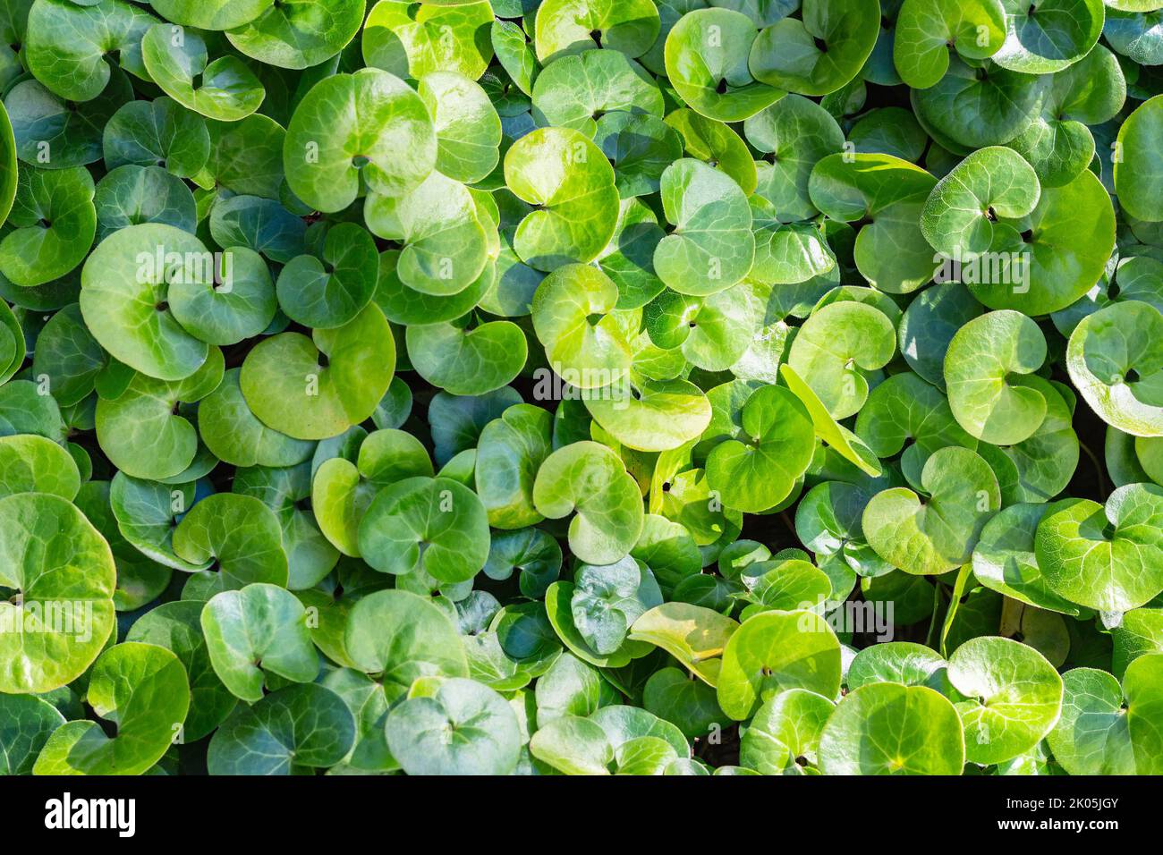 Top view to young green foliage of Asarum europaeum plants or European ...