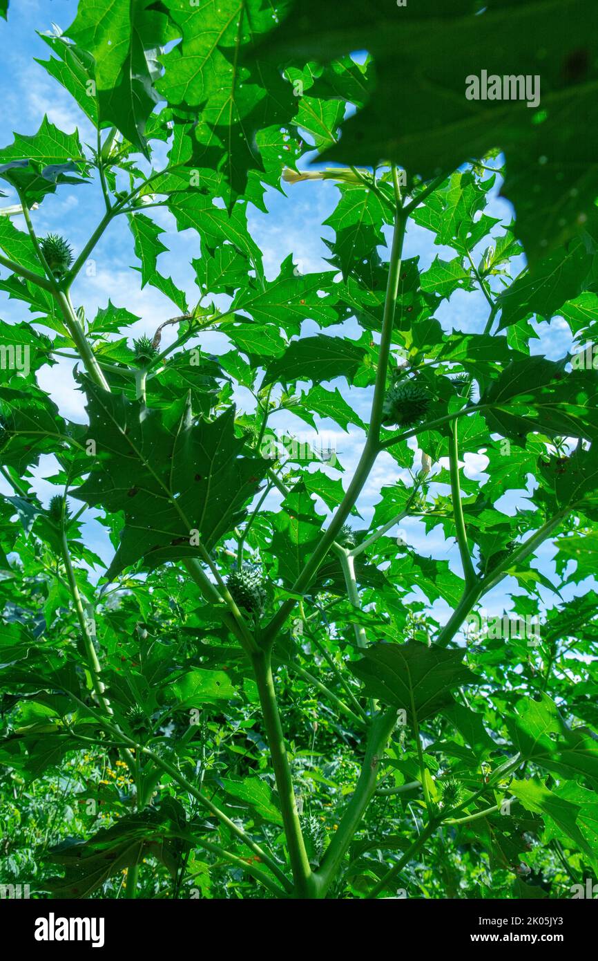 Hallucinogen plant Devil's Trumpet (Datura stramonium). Green leaves of ...