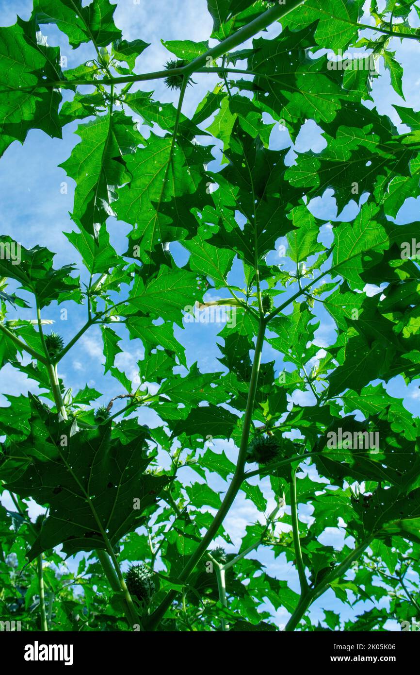 Devils weed hi-res stock photography and images - Alamy