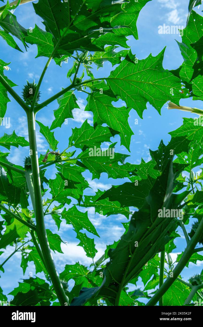 Hallucinogen plant Devil's Trumpet (Datura stramonium). Green leaves of ...