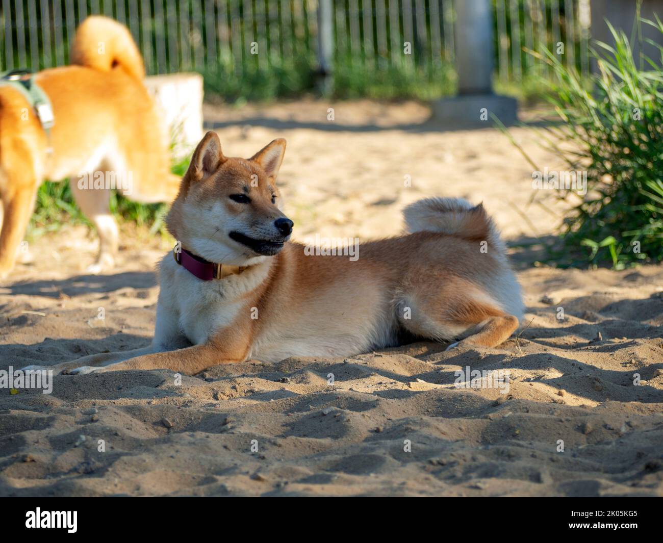 Shiba Inu plays on the dog playground in the park. Cute dog of shiba ...