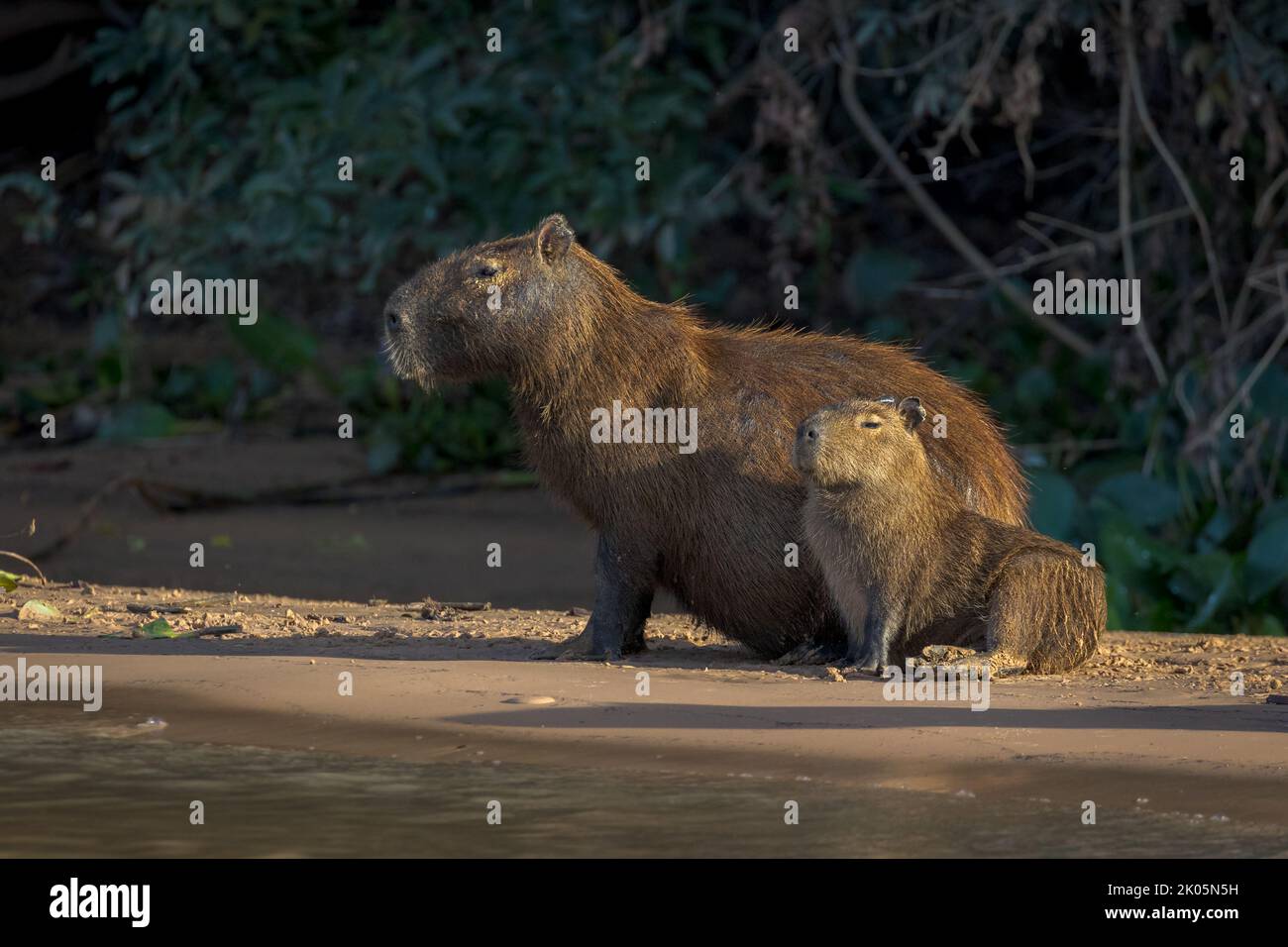 An adult and a baby Capybara (Hydrochoerus hydrochaeris) in the ...
