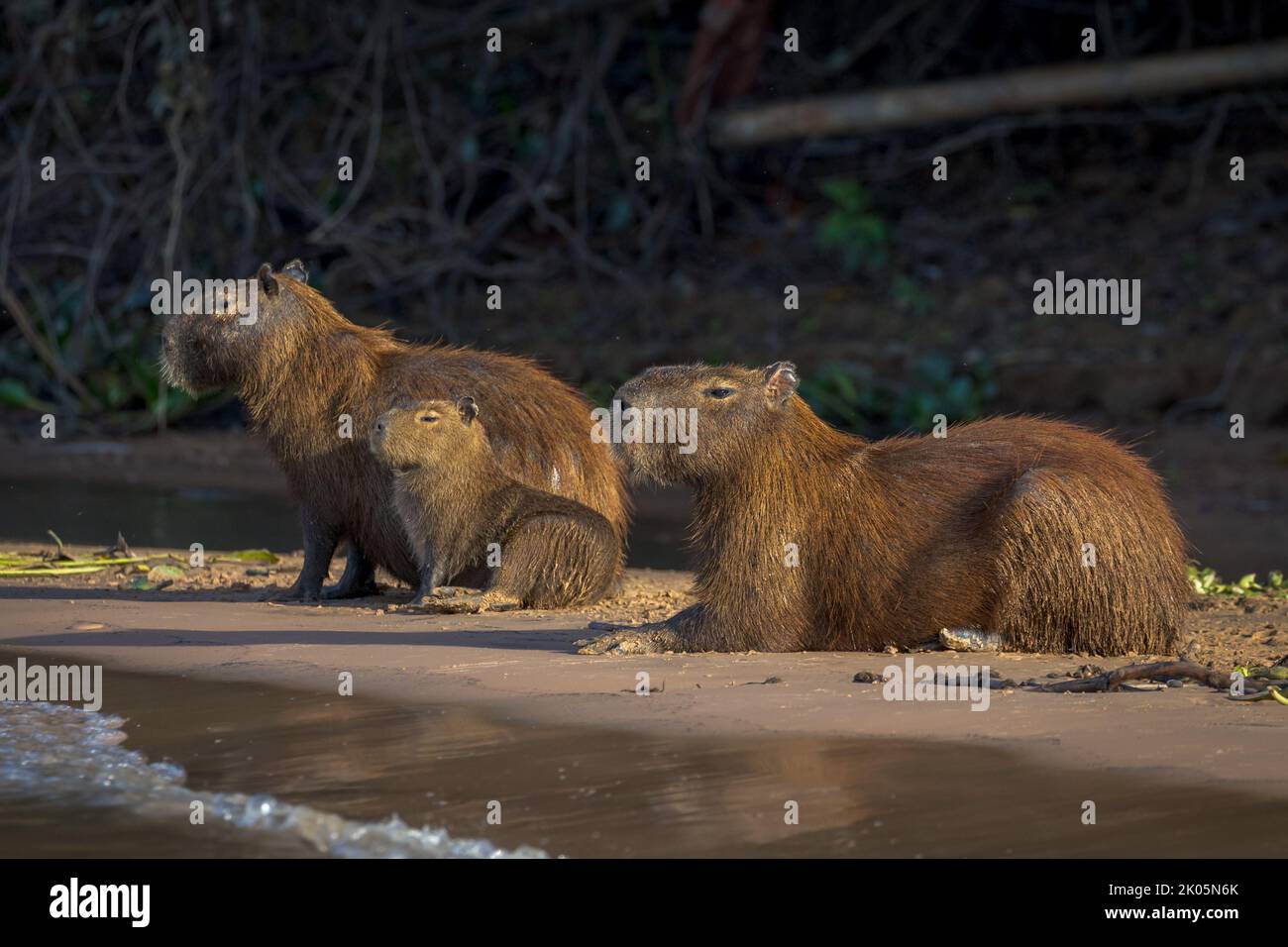 A family of Capybaras (Hydrochoerus hydrochaeris) on the Cuiaba River ...