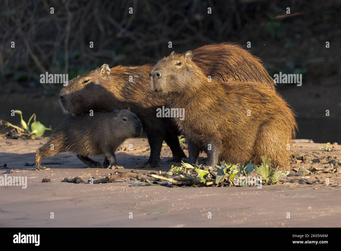 A family of Capybaras (Hydrochoerus hydrochaeris) on the Cuiaba River ...