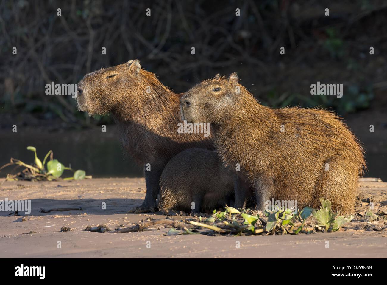 A family of Capybaras (Hydrochoerus hydrochaeris) on the Cuiaba River ...