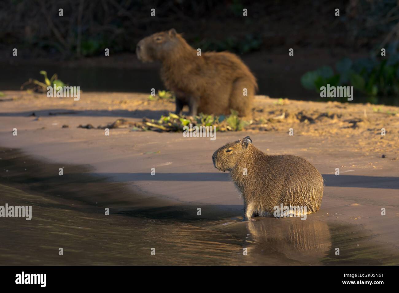 An adult and a baby Capybara (Hydrochoerus hydrochaeris) in the ...