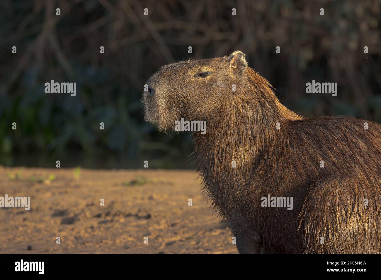 An adult Capybara (Hydrochoerus hydrochaeris) in the Pantanal of Brazil ...