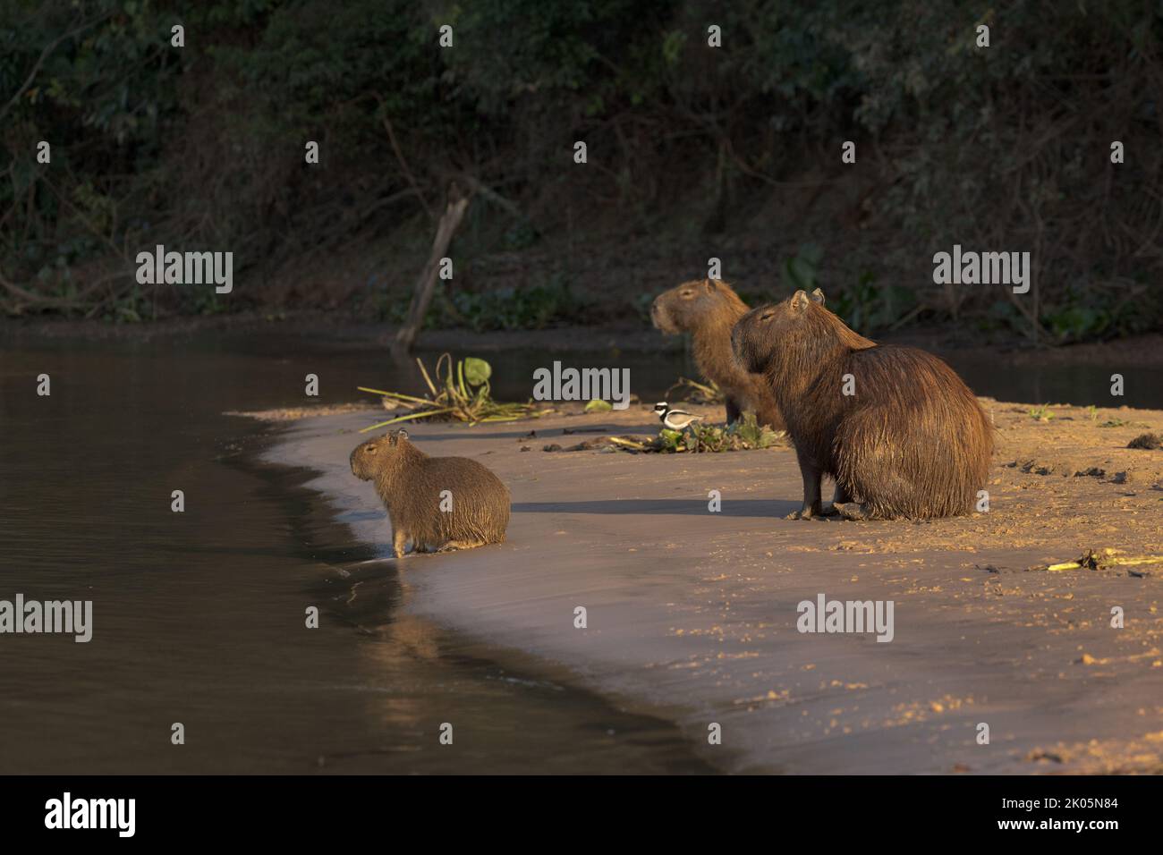 A family of Capybaras (Hydrochoerus hydrochaeris) on the Cuiaba River ...