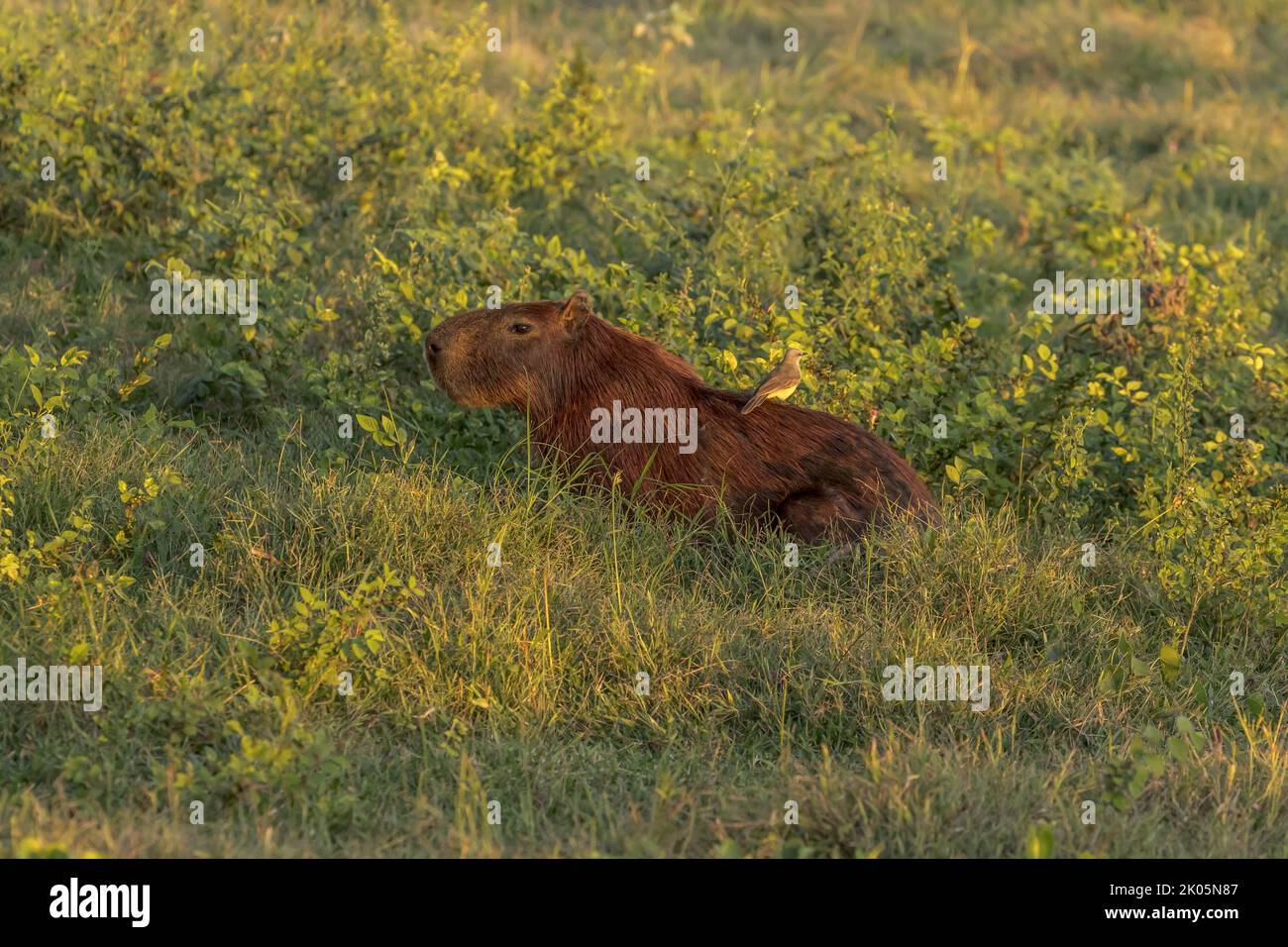 An adult Capybara (Hydrochoerus hydrochaeris) in the Pantanal of Brazil ...