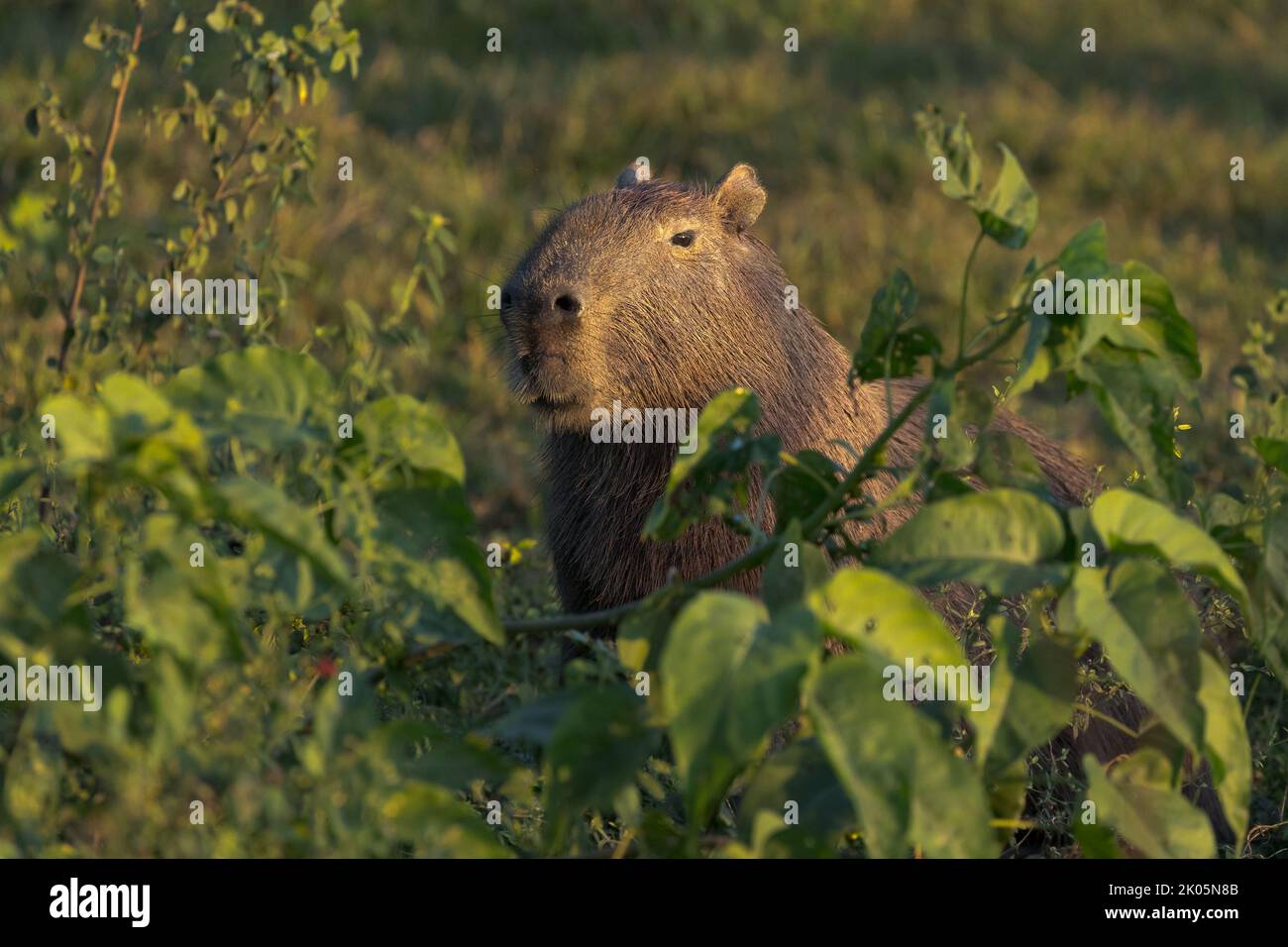 An adult Capybara (Hydrochoerus hydrochaeris) in the Pantanal of Brazil ...