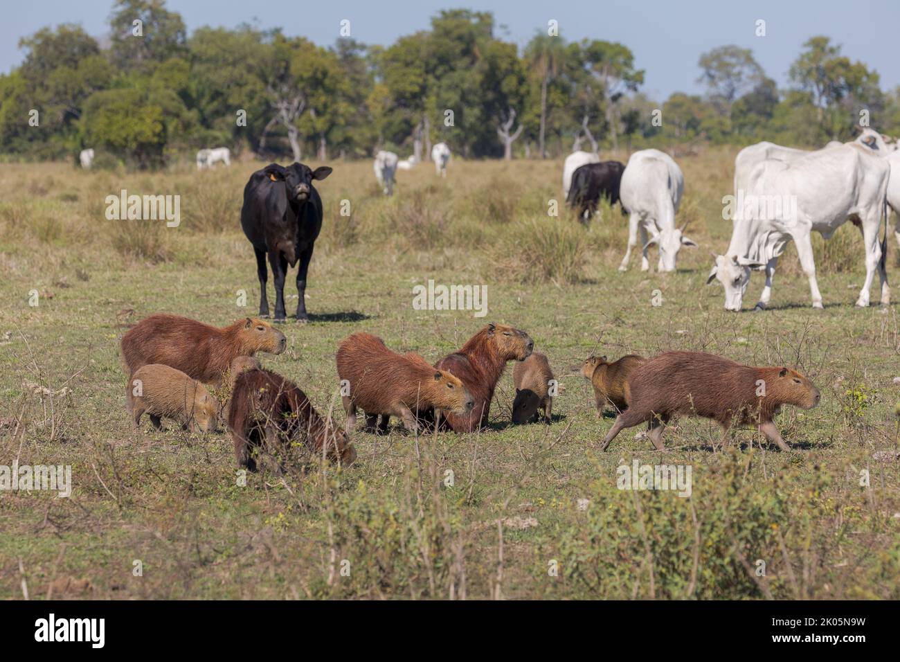Capybaras and Tabapuan, a Brazilian type of polled beef cattle, in the ...