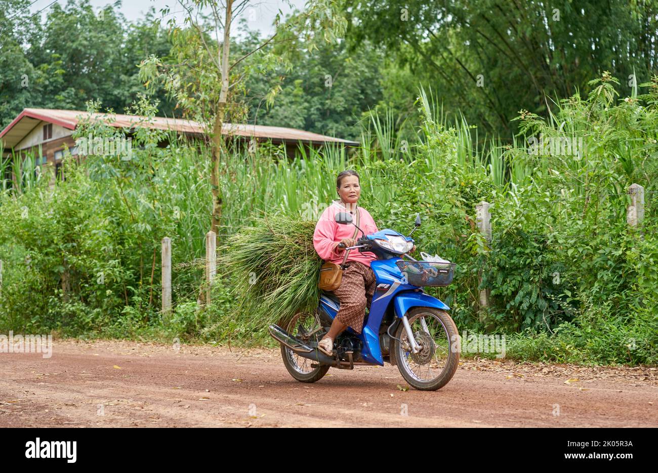 A farmer carries fresh green grass on a motorcycle in rural Thailand ...