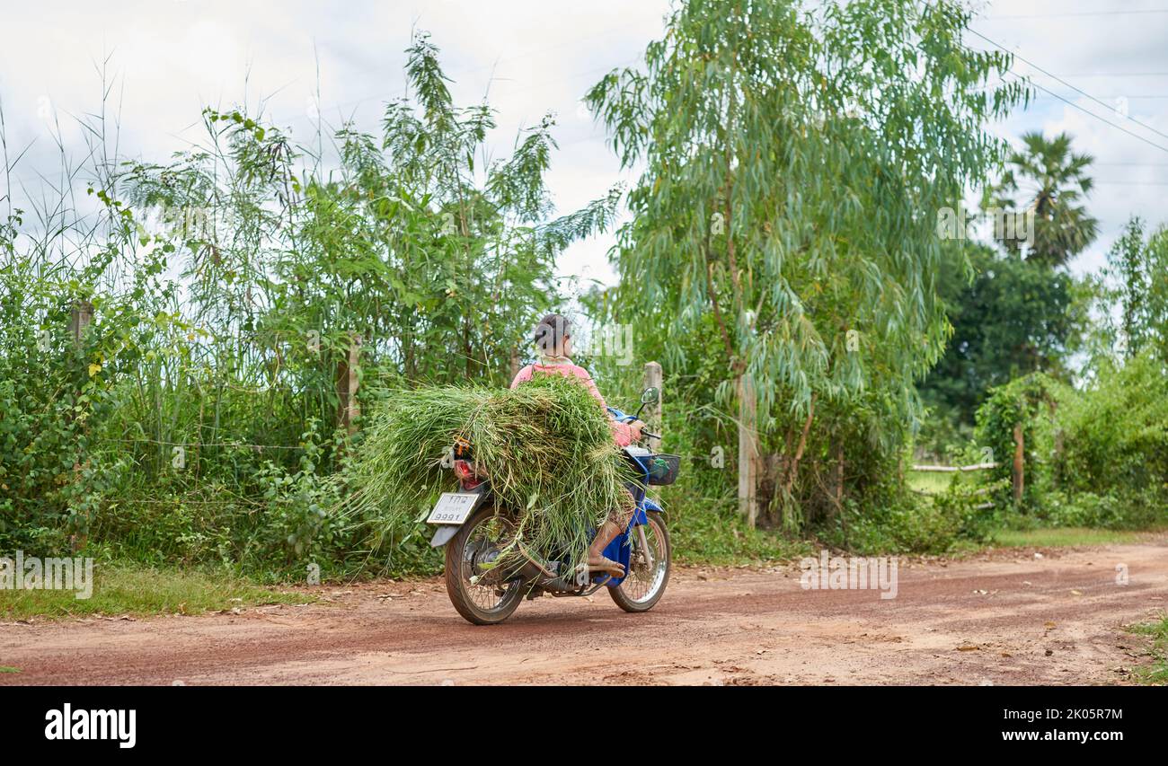 A farmer carries fresh green grass on a motorcycle in rural Thailand ...