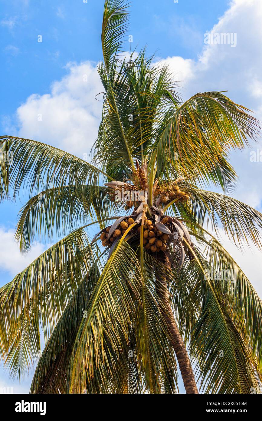 Coco palm tree against blue sky hi-res stock photography and images - Alamy