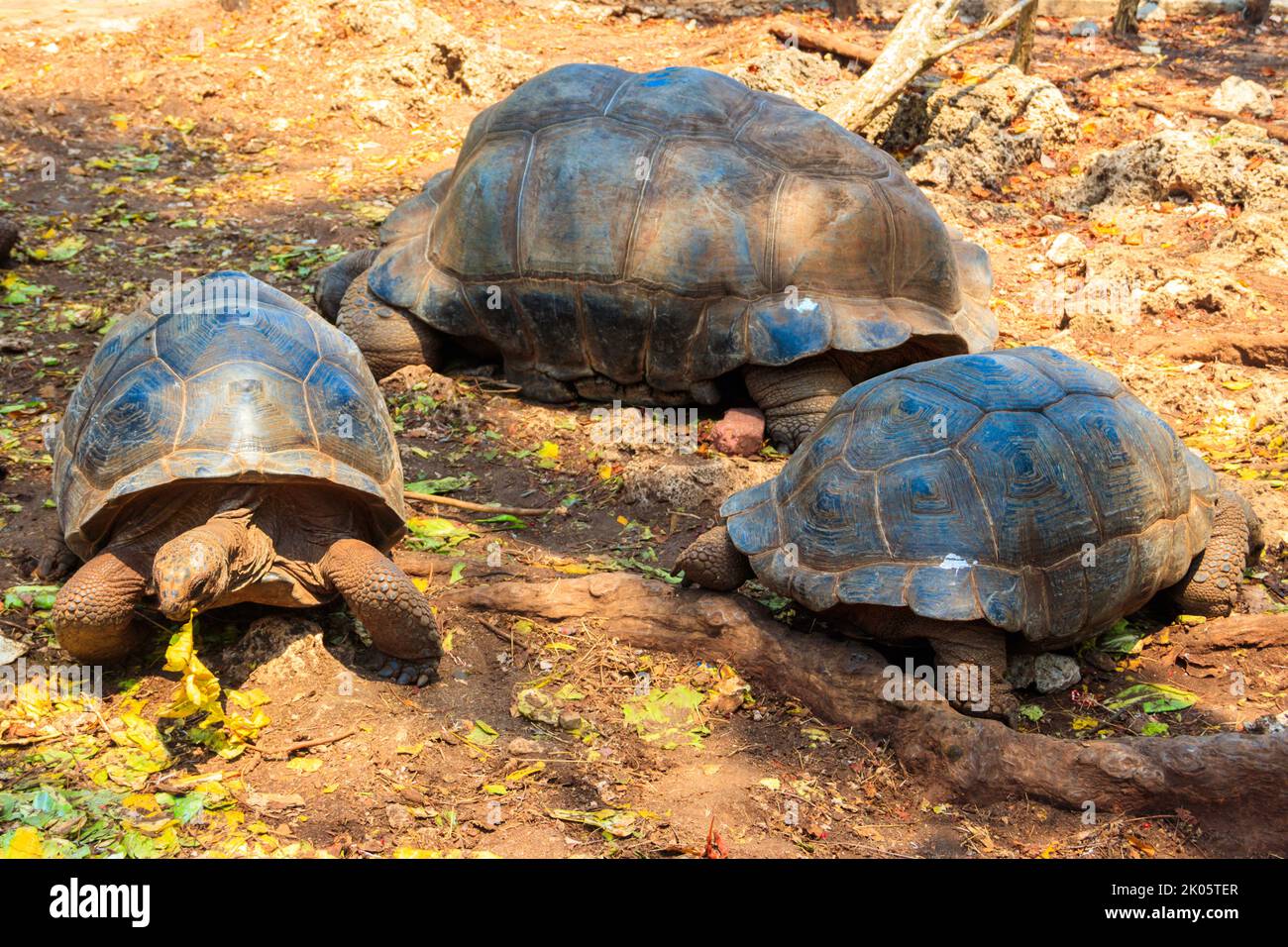Tanzania tortoises hi-res stock photography and images - Alamy