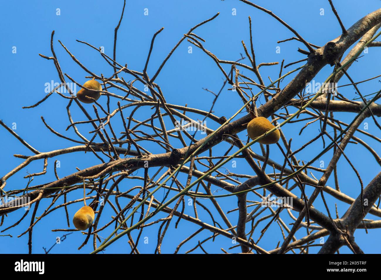 African baobab fruits or Monkey bread growing on a baobab tree ...