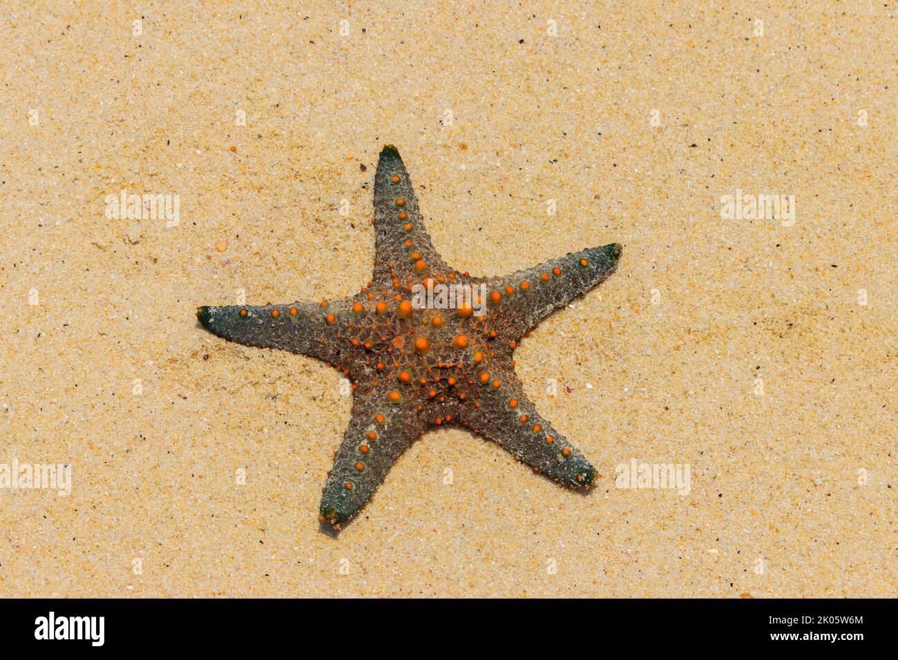 Warm texture beautiful island beach hi-res stock photography and images ...