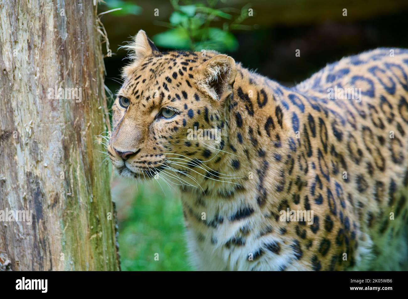 Amur leopard (Panthera pardus orientalis) captive Stock Photo - Alamy