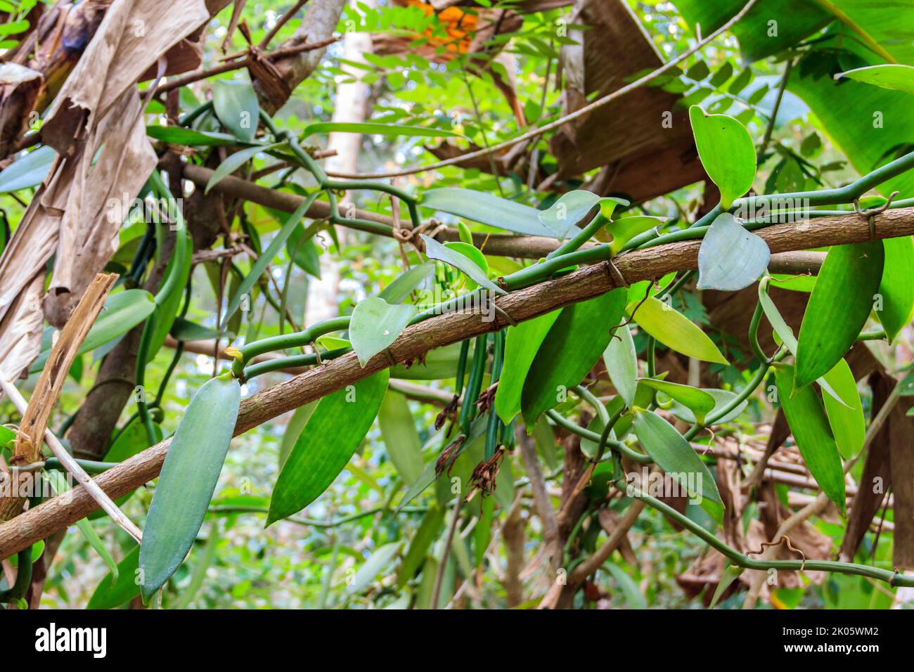 Beautiful vanilla plant with flower and green pods in the plantation ...