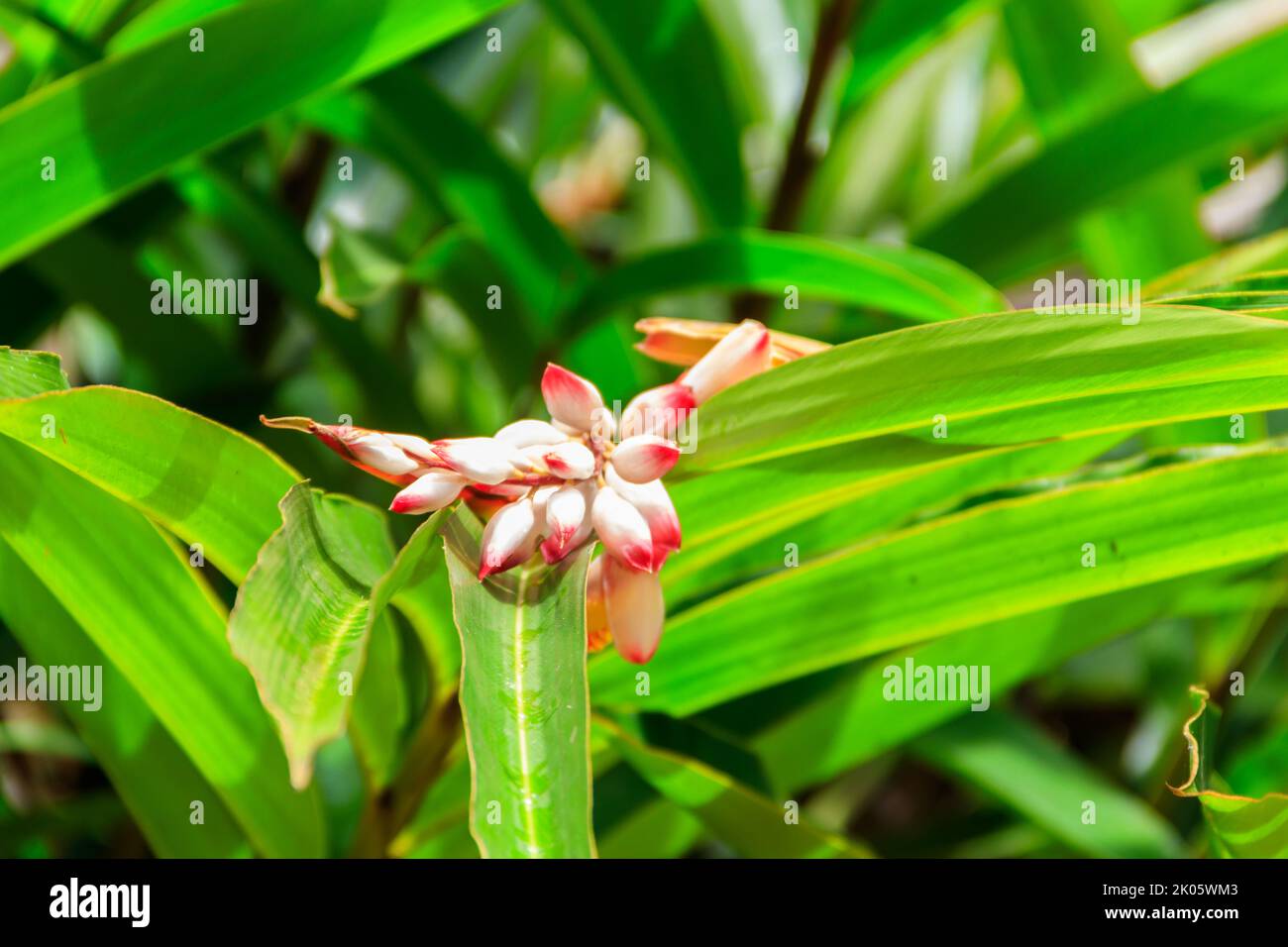 Cardamom flower growing on the spice farm Stock Photo - Alamy