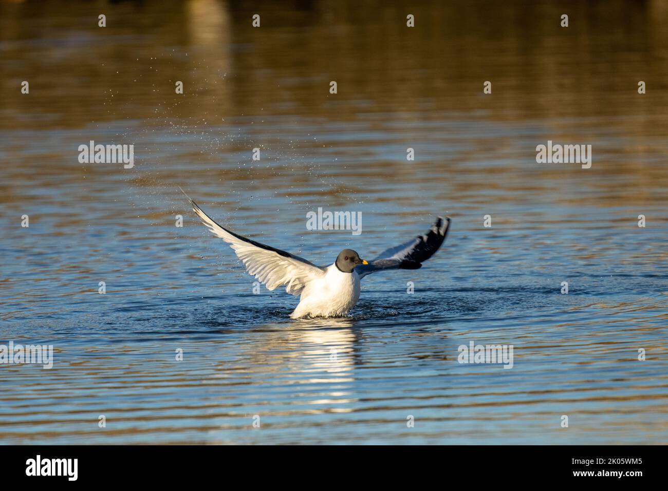 Sabine's gull flying at the fjord Trygghamna in Spitsbergen (Xema ...