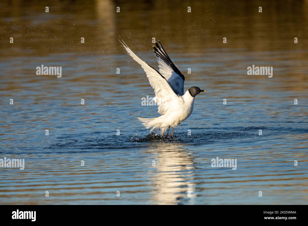 Sabine's gull flying at the fjord Trygghamna in Spitsbergen (Xema ...