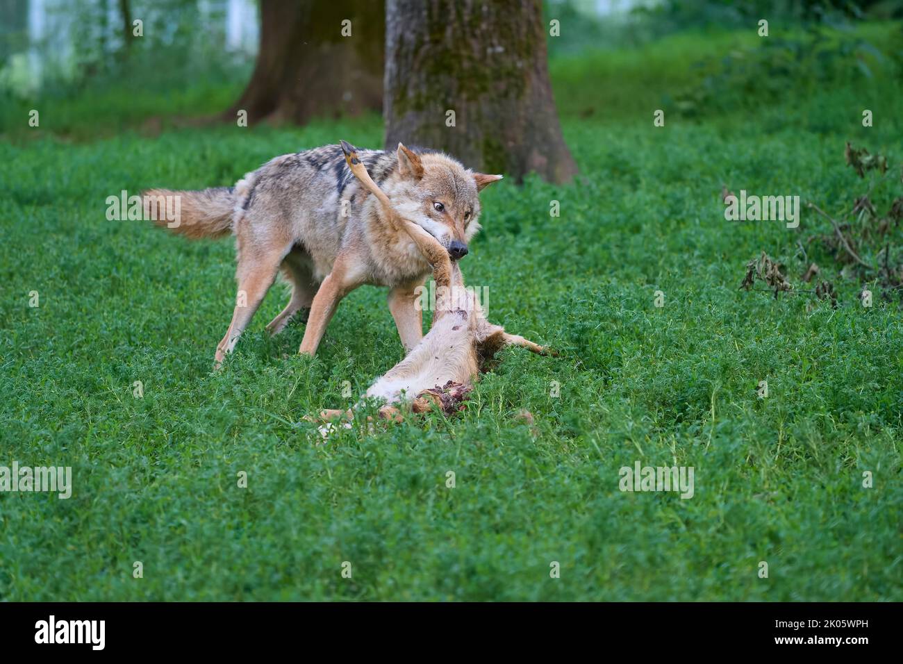 Wolf (Canis lupus), with prey, roe deer, captive Stock Photo - Alamy