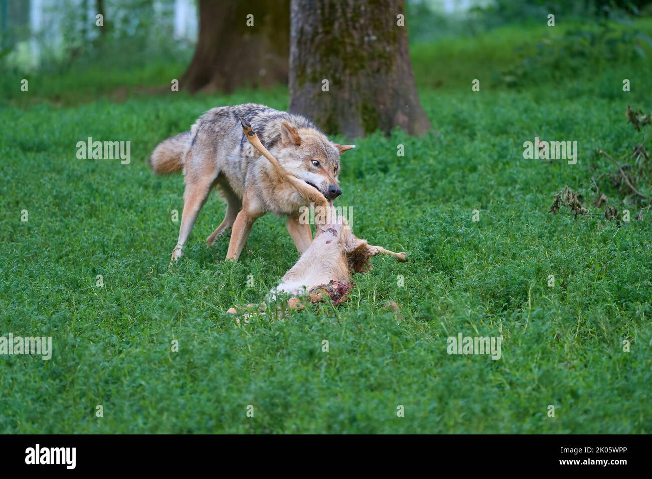 Wolf (Canis lupus), with prey, roe deer, captive Stock Photo - Alamy
