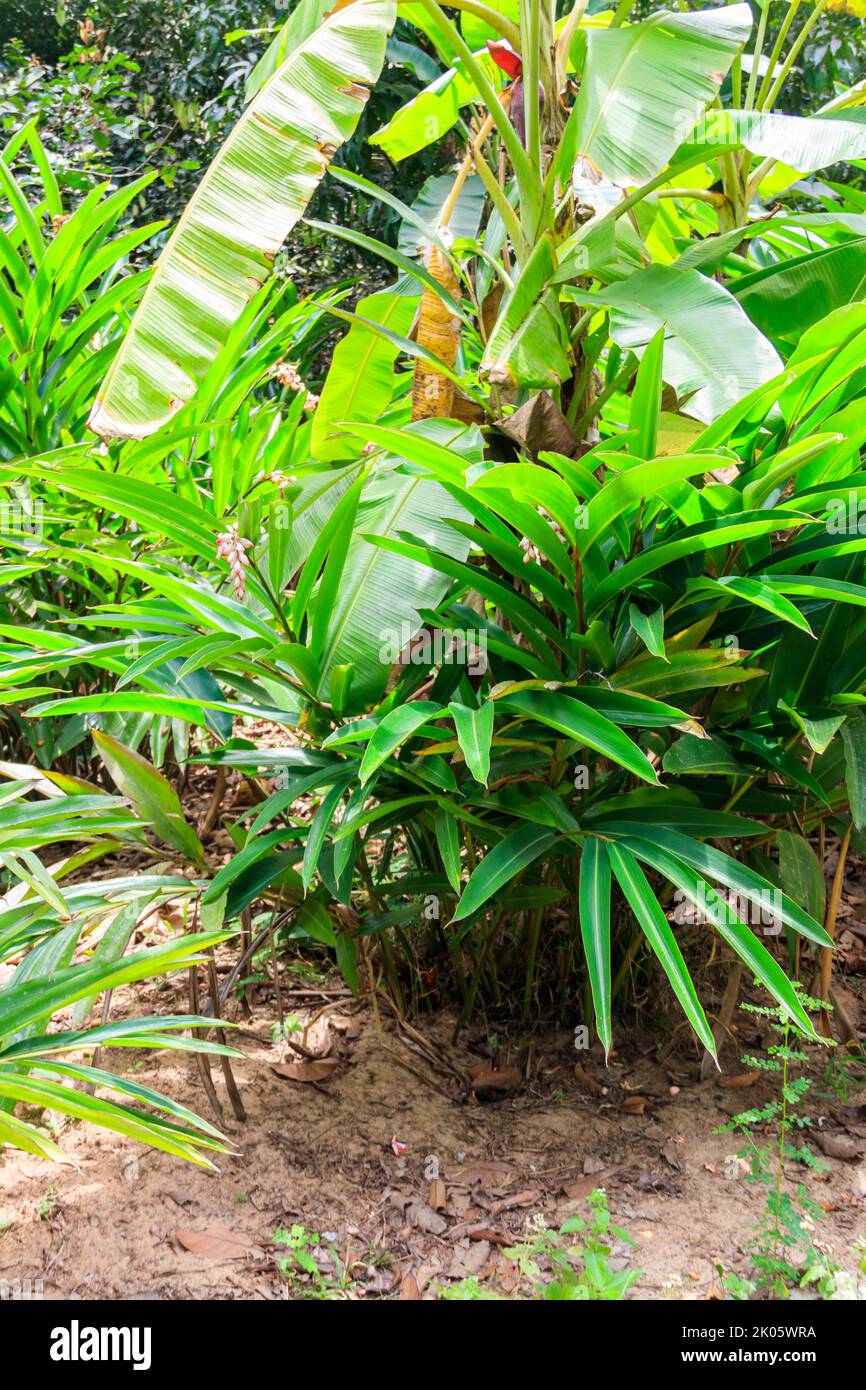 Cardamom or cardamon plant growing on the spice farm Stock Photo - Alamy
