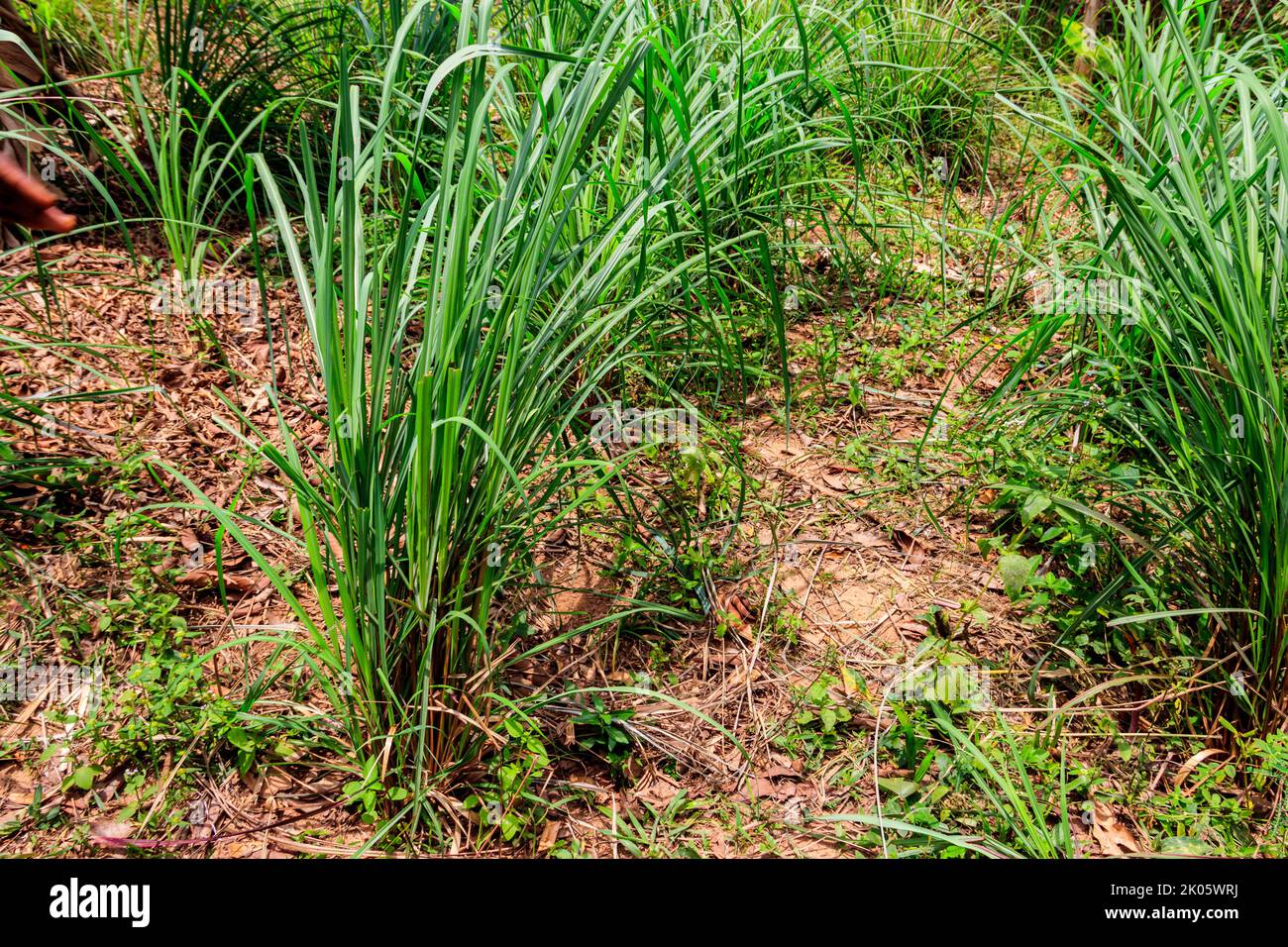 Cymbopogon, also known as lemongrass, barbed wire grass, silky heads ...