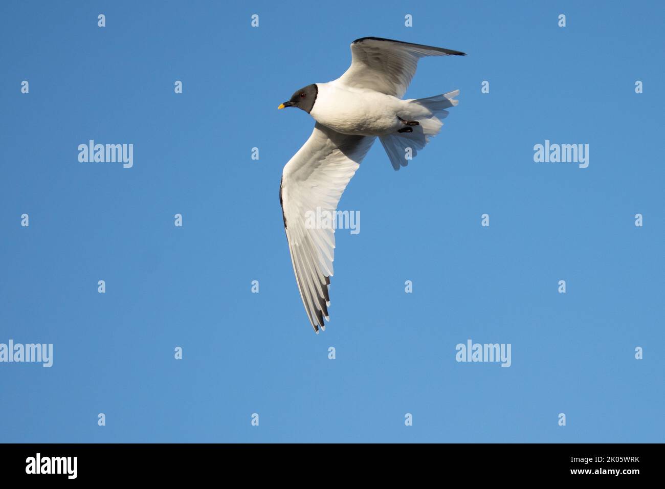 Sabine's gull flying at the fjord Trygghamna in Spitsbergen (Xema ...