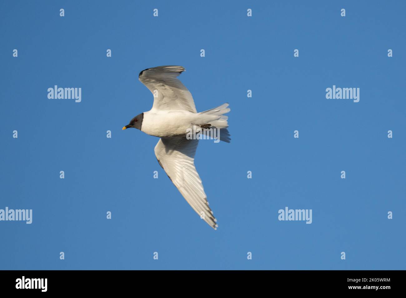 Sabine's gull flying at the fjord Trygghamna in Spitsbergen (Xema ...