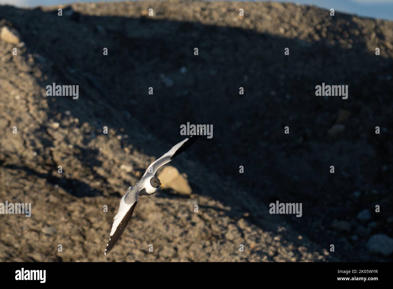 Sabine's gull flying at the fjord Trygghamna in Spitsbergen (Xema ...